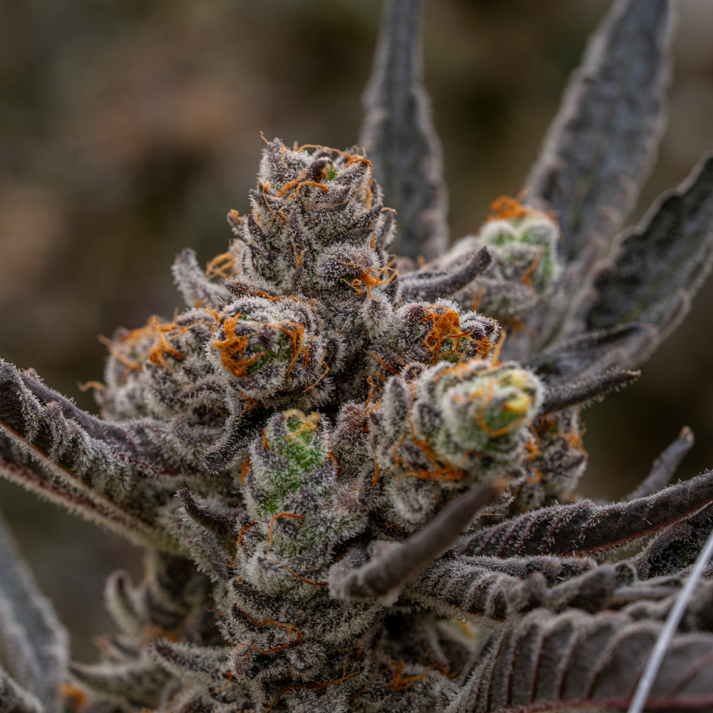 The Future of Hemp: Breakthrough Cannabinoid Research in 2025 – Carbon