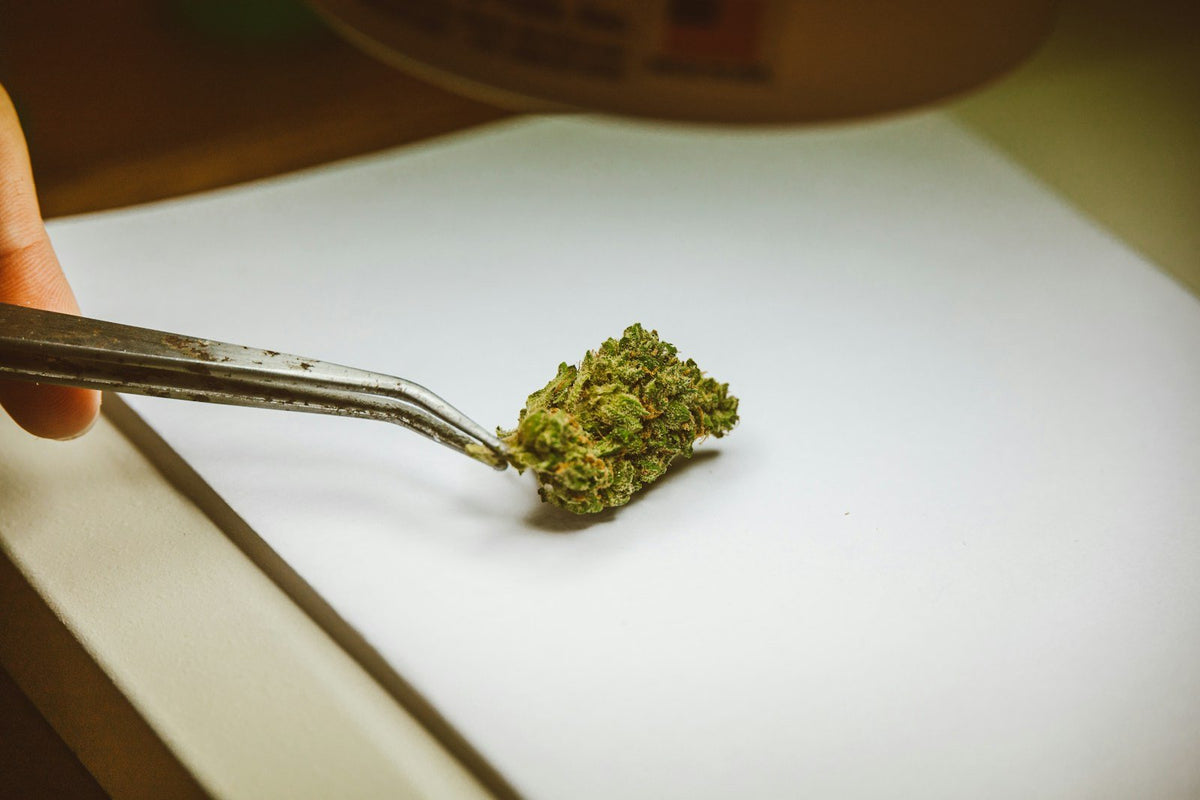 From Soil to Oil: Wisconsin’s Organic Hemp Revolution – Carbon